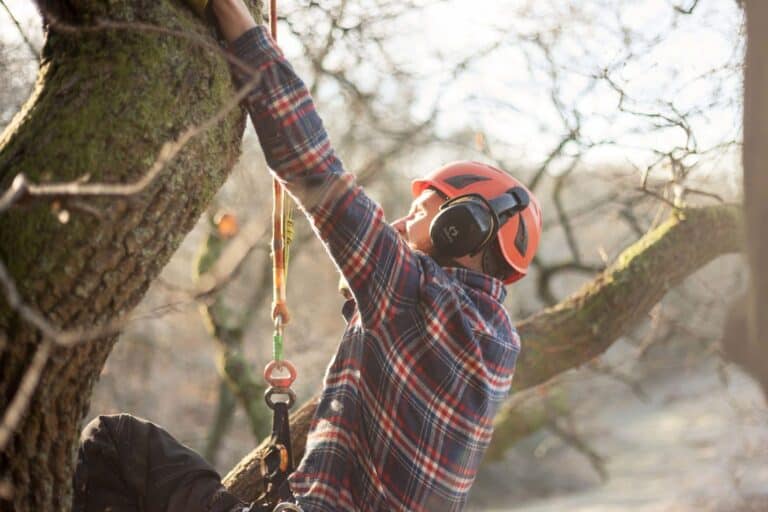 Arboriculture Training & Apprenticeships | BCA College