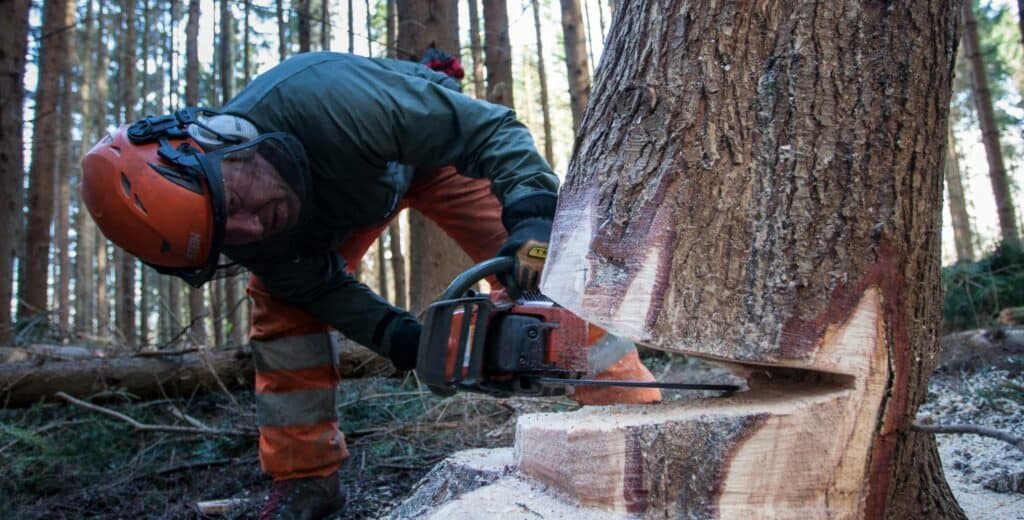 Level 2 Arboriculture Apprenticeship Course | Study With Us