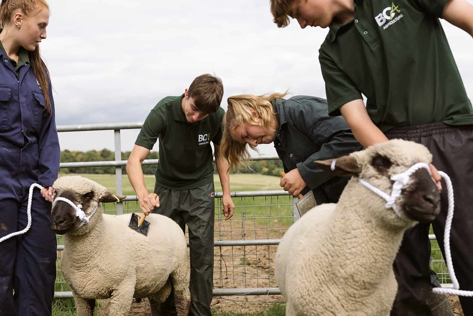 Agriculture Apprenticeships | BCA College | Berkshire